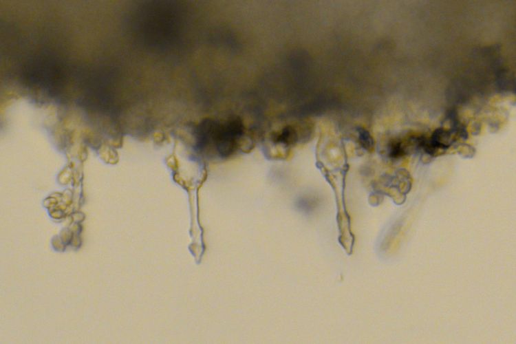 Cystodermella cinnabarina (Alb. & Schwein.) Harmaja