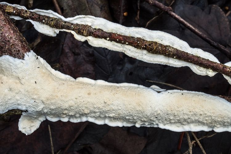 Byssomerulius corium (Pers.) Parmasto