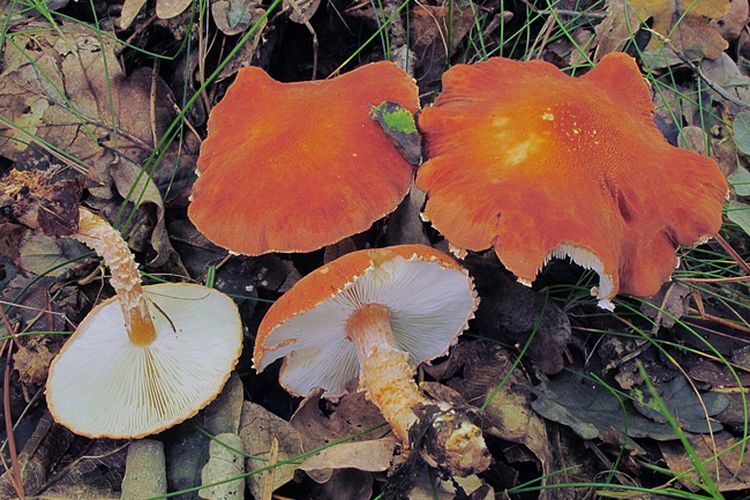 Cystodermella cinnabarina (Alb. & Schwein.) Harmaja