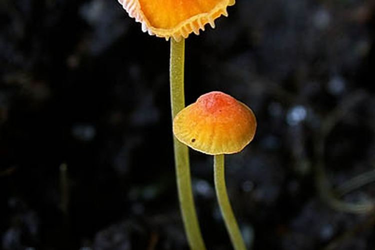 Pruinomycena acicula (Schaeff.) Kun L. Yang, Jia Y. Lin & Zhu L. Yang