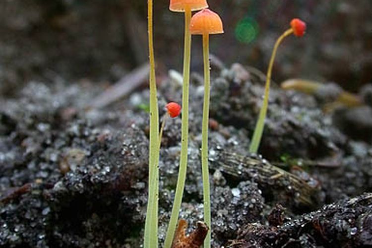 Pruinomycena acicula (Schaeff.) Kun L. Yang, Jia Y. Lin & Zhu L. Yang