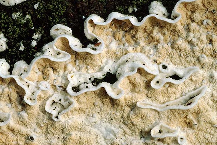 Byssomerulius corium (Pers.) Parmasto