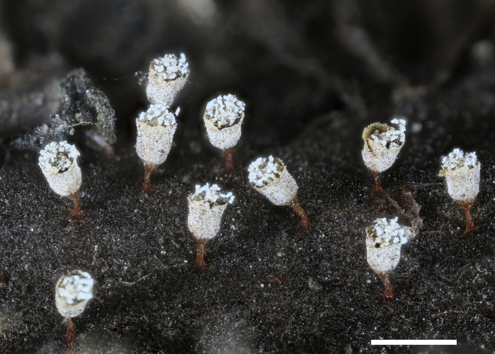 Craterium leucocephalum Grev.