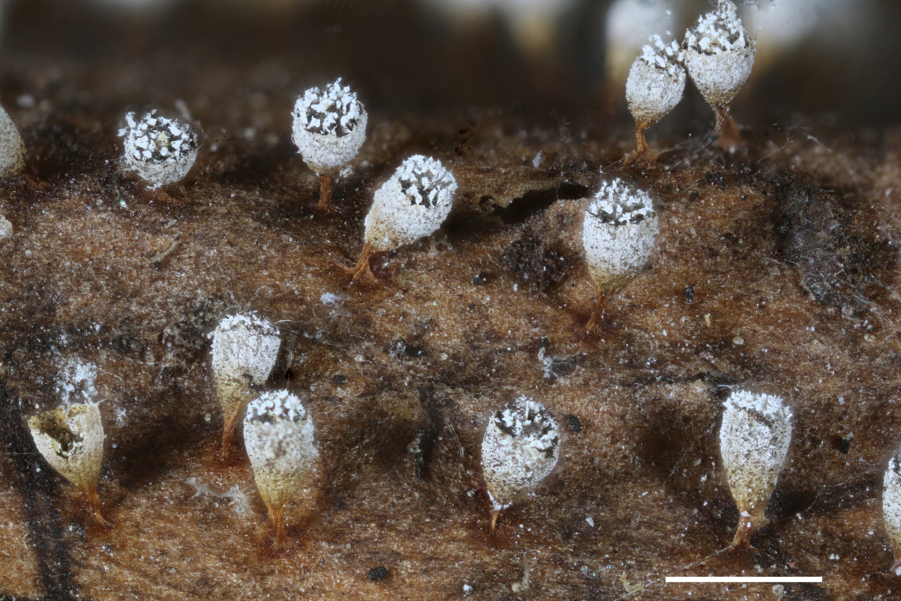 Craterium leucocephalum Grev.