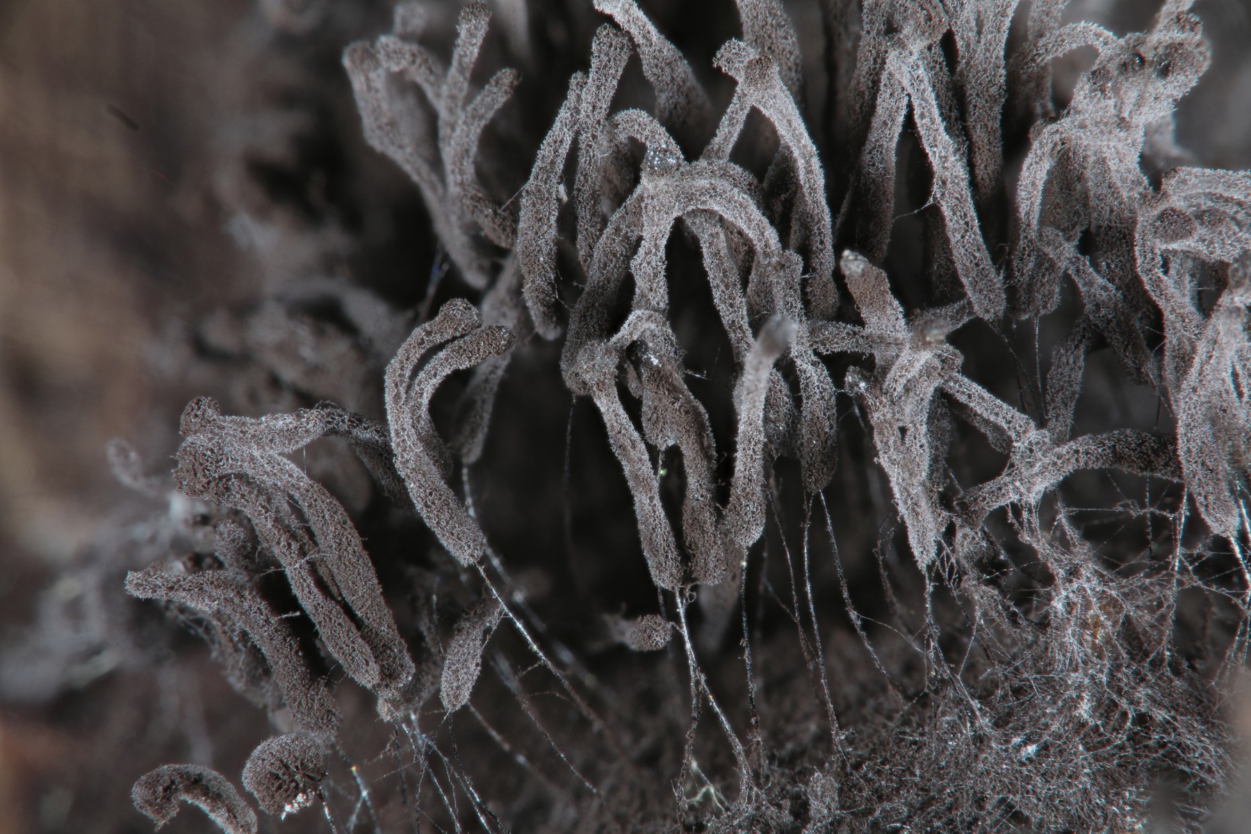 Stemonaria Nann.-Bremek., R.Sharma & Y.Yamam.