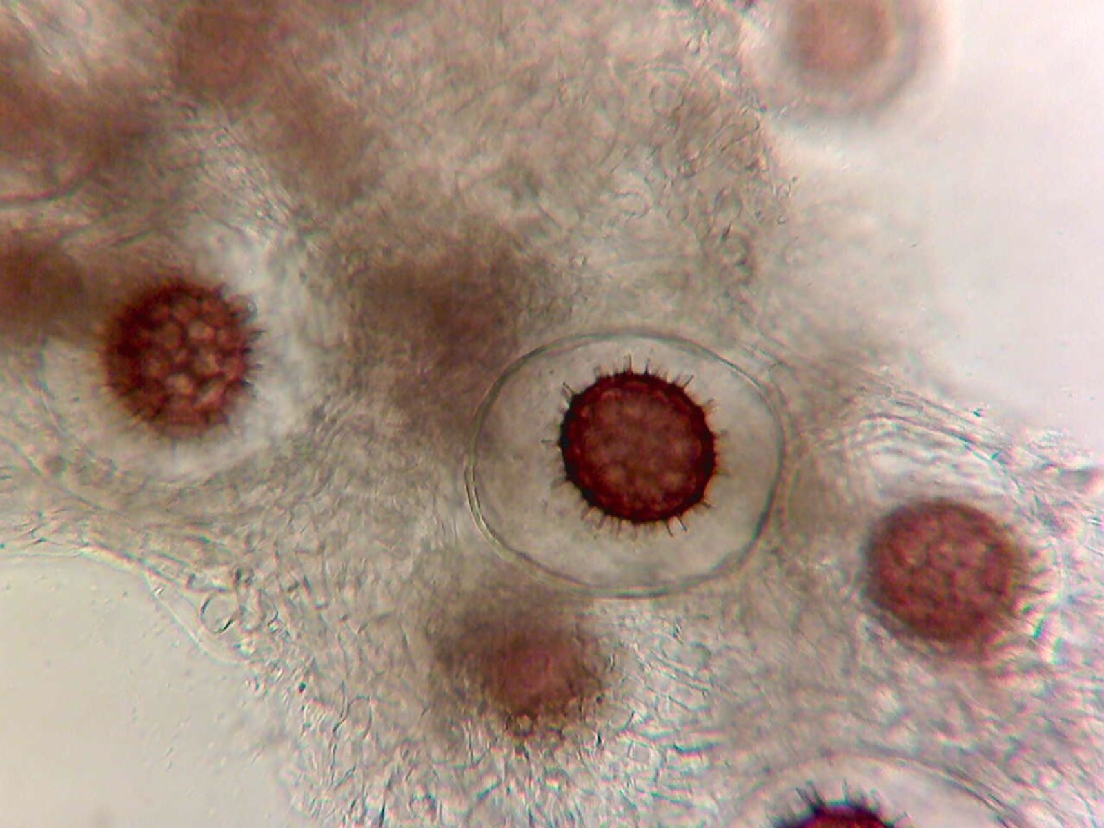 Tuber puberulum Berk. & Broome