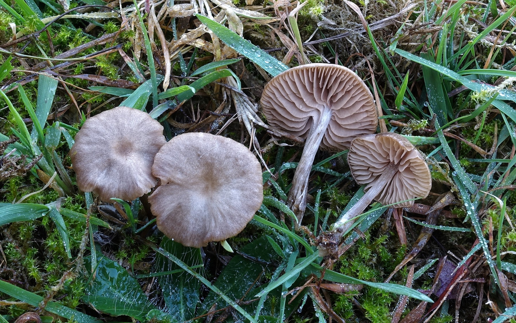 Entoloma ortonii Arnolds & Noordel.