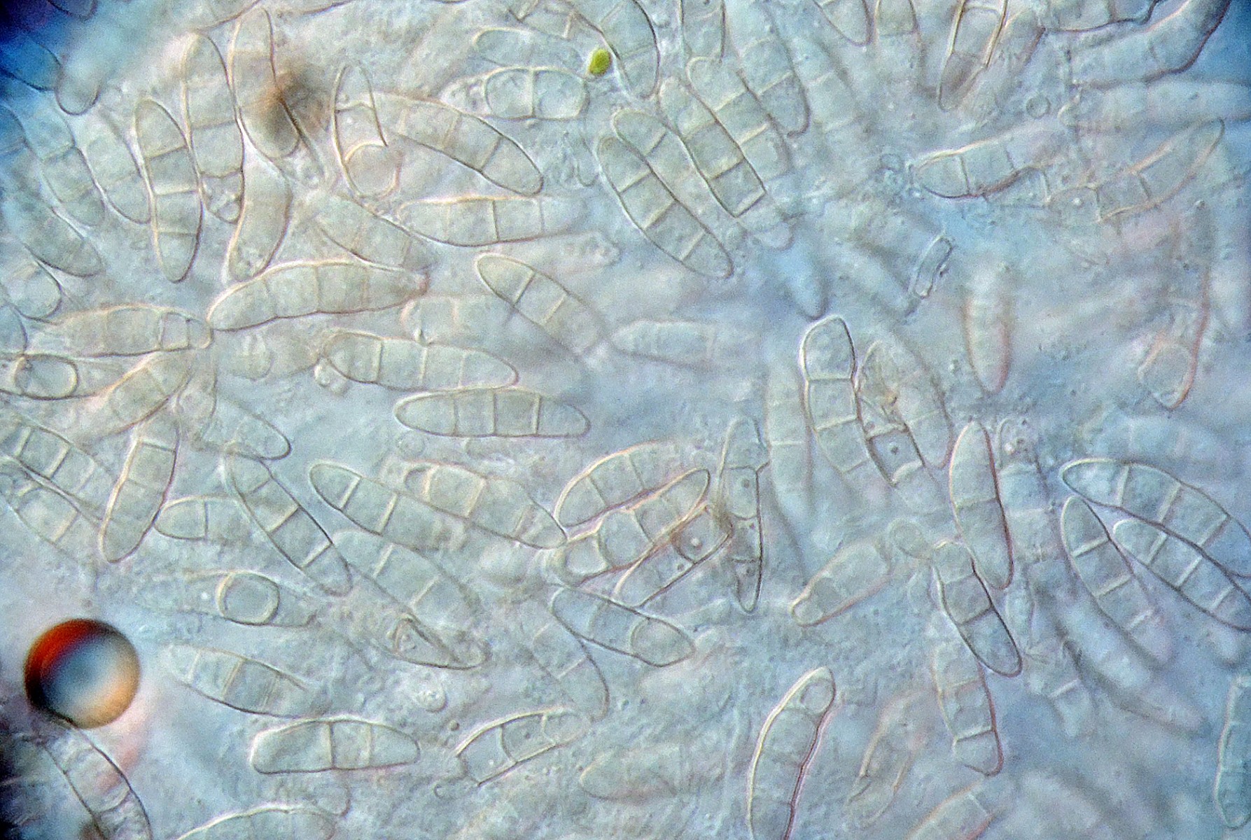 Gibberella Sacc., 1877