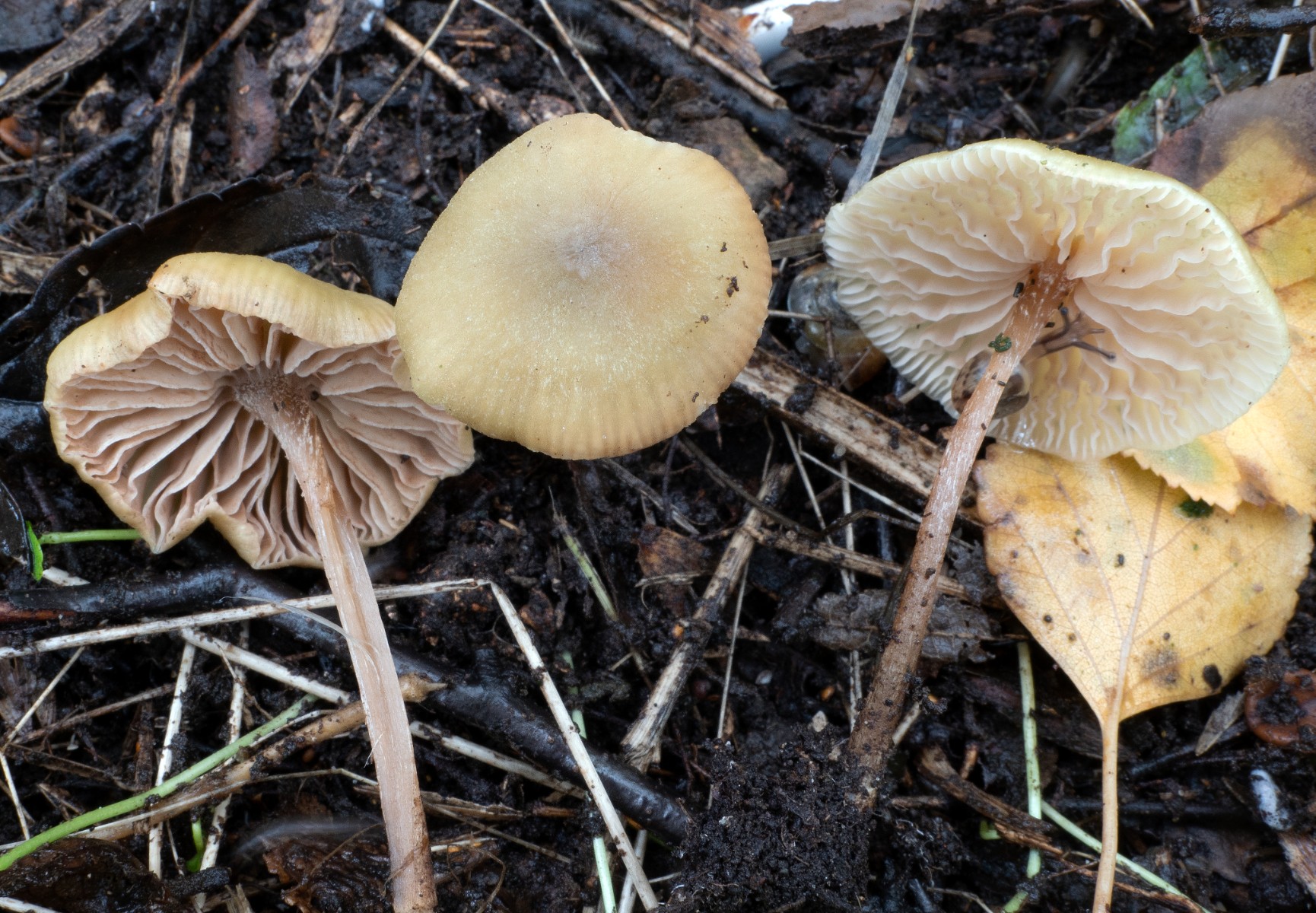 Entoloma pleopodium (Bull.) Noordel.