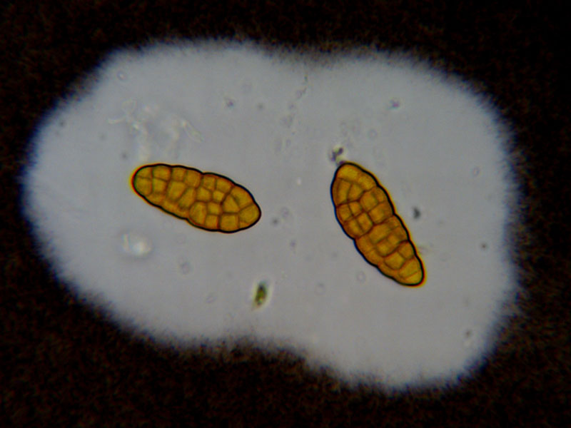 Pleospora rubelloides (Plowr. ex Cooke) J.Webster