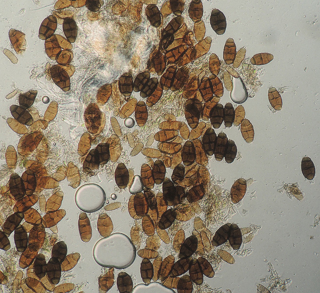 Alternaria alternata (Fr.) Keissl.