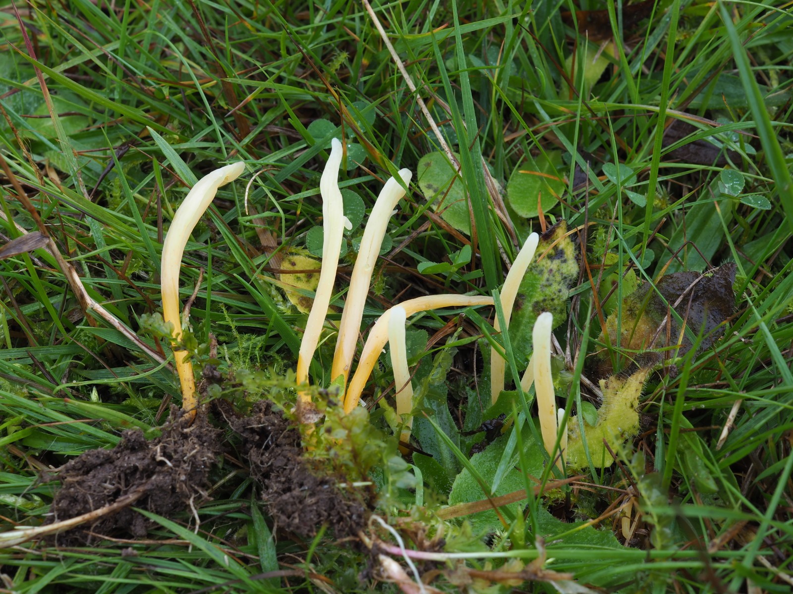 Clavaria flavipes Pers.