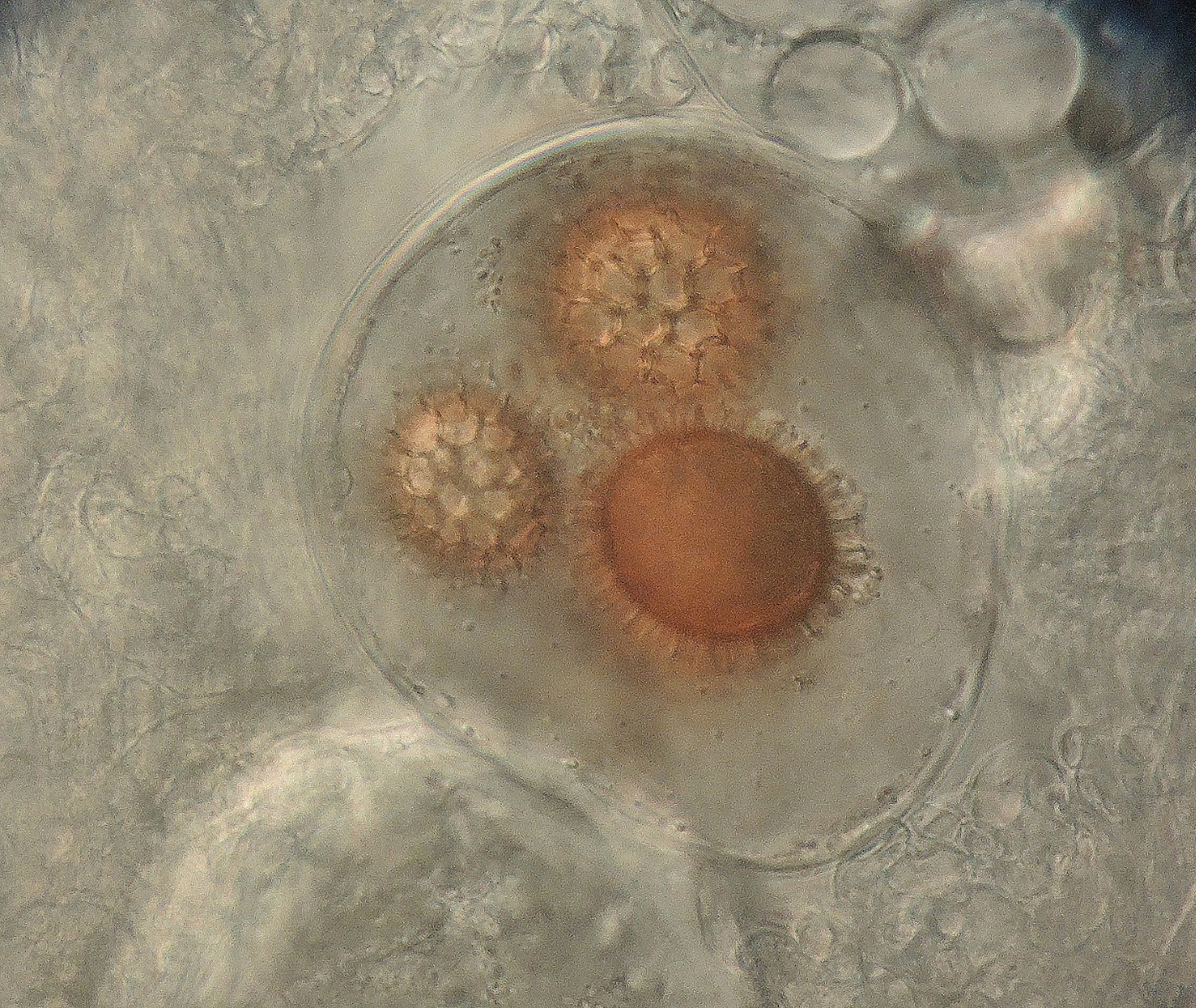 Tuber puberulum Berk. & Broome