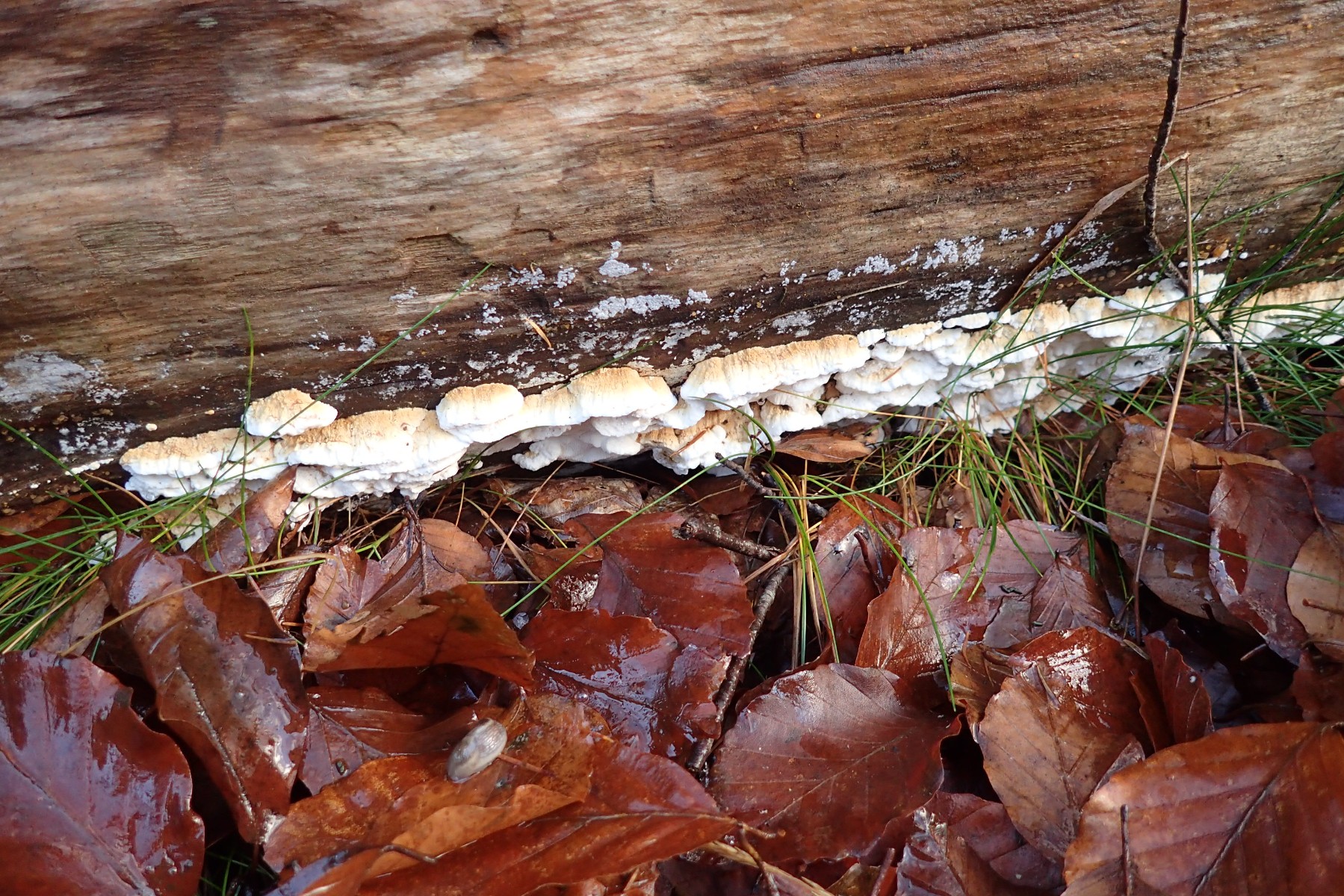 Række-hovporesvamp (Fomitopsis serialis), 27/11/2020, Vesterbølle Plantage