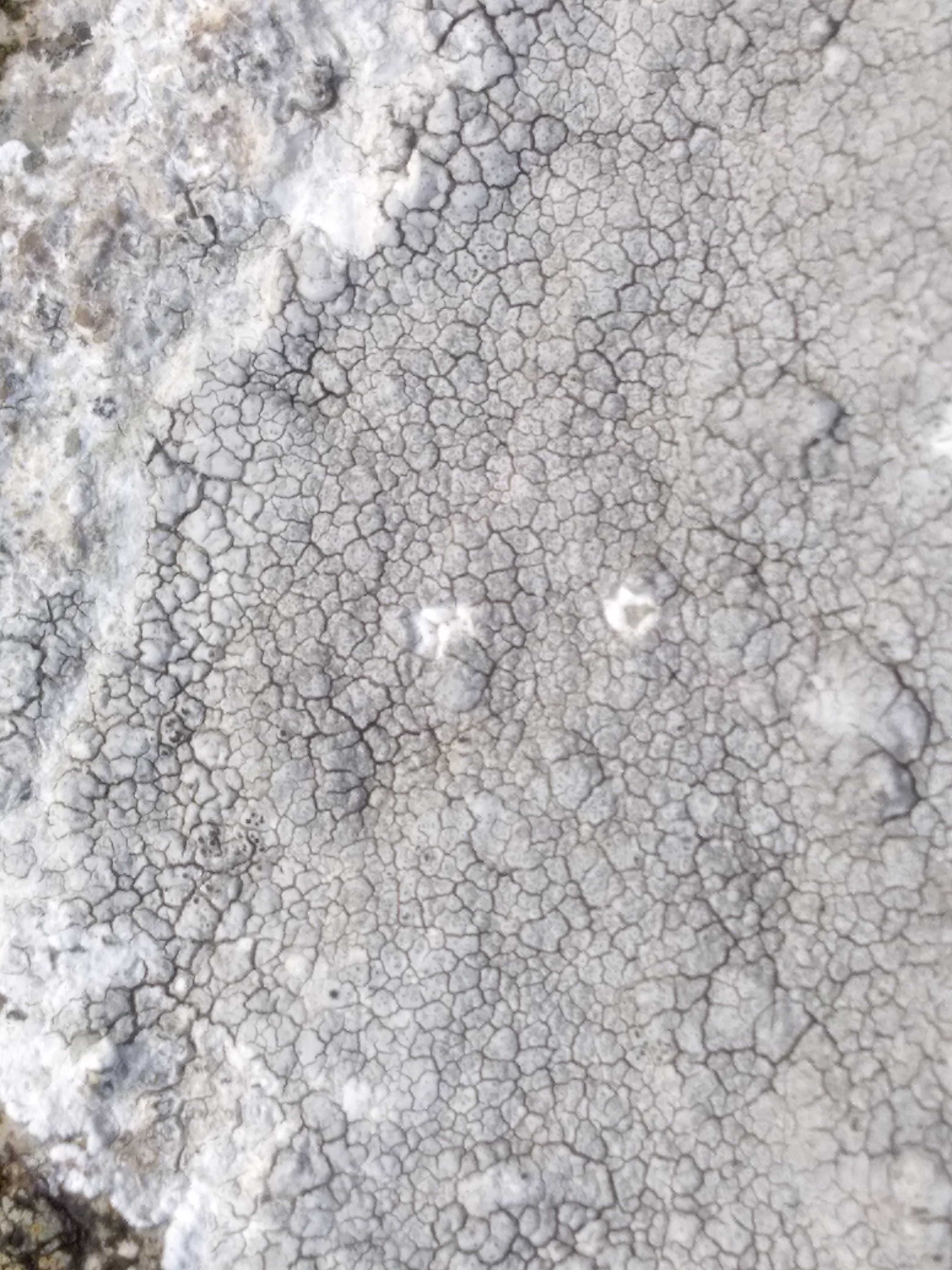 Lichen Linnaeus, 1753