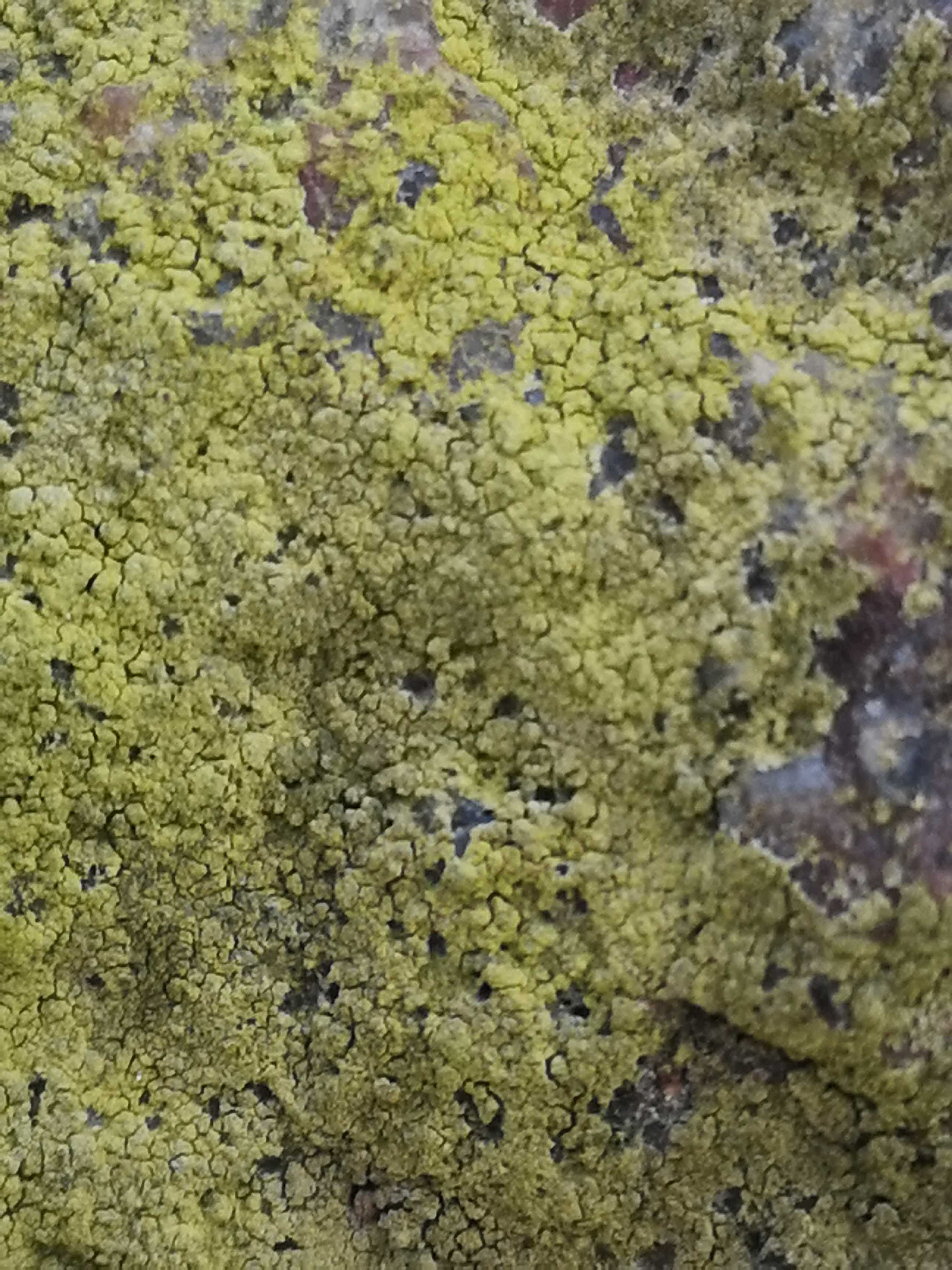 Lichen Linnaeus, 1753