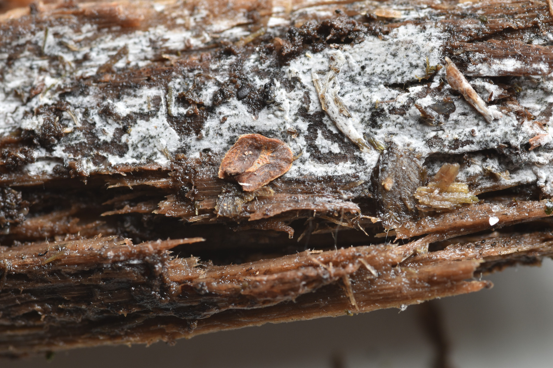 Athelia epiphylla Pers.