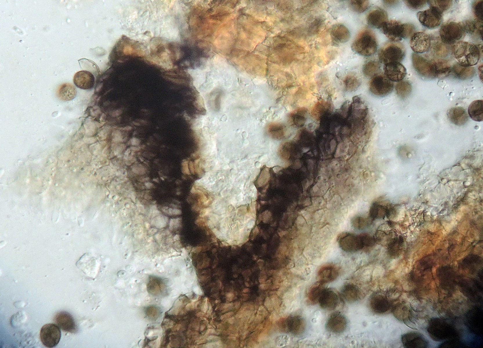 Fusarium graminearum Schwabe