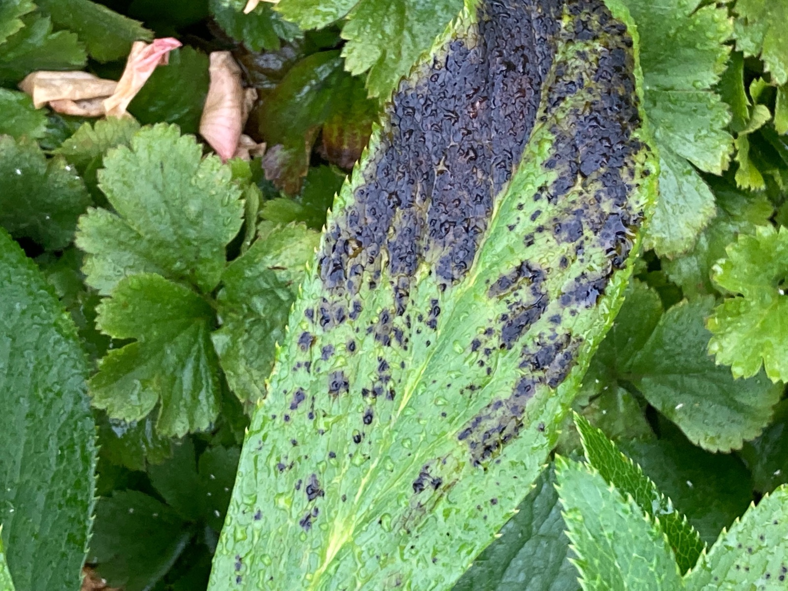 Microsphaeropsis Höhn.