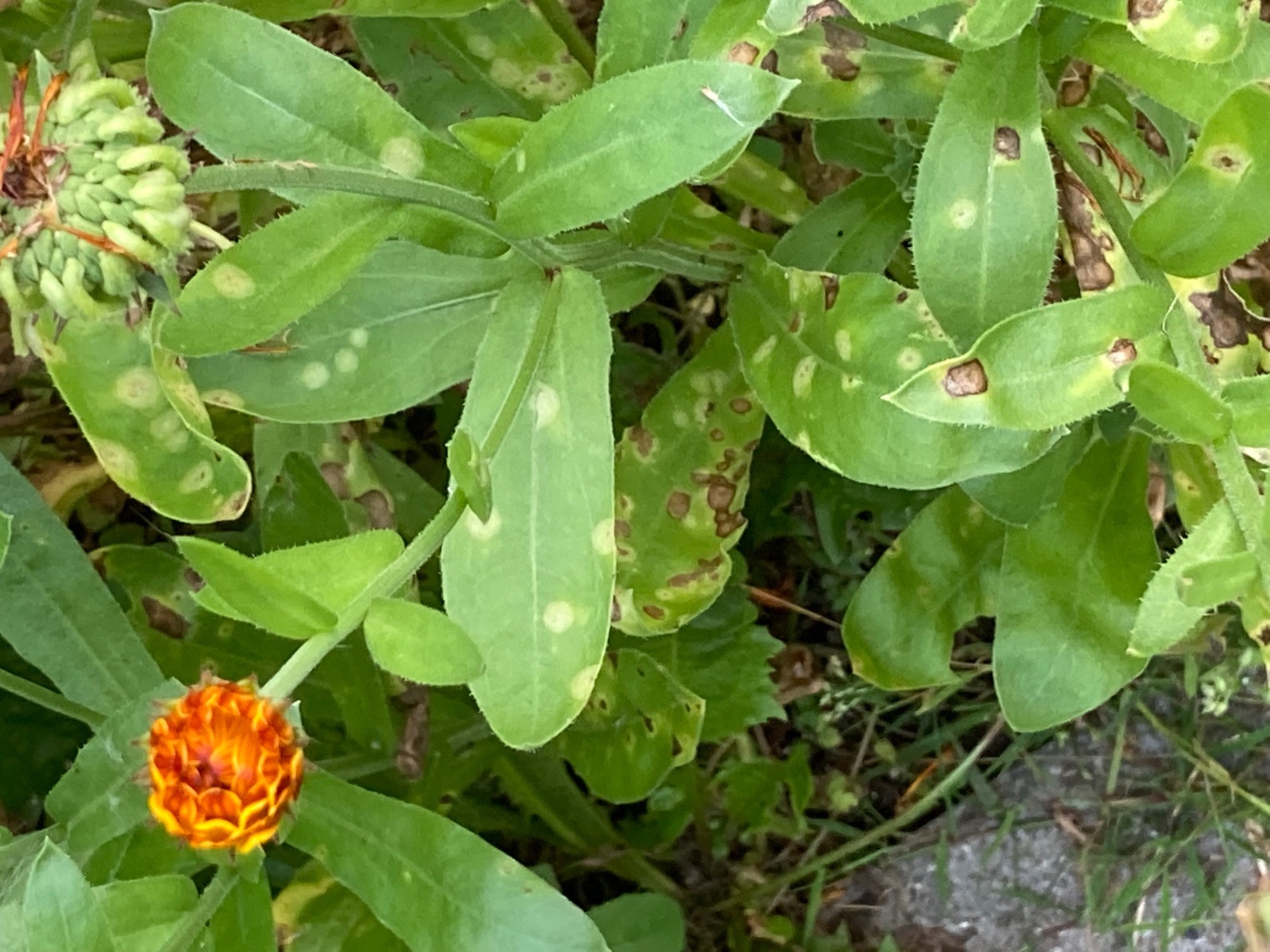 Entyloma calendulae (Oudem.) de Bary