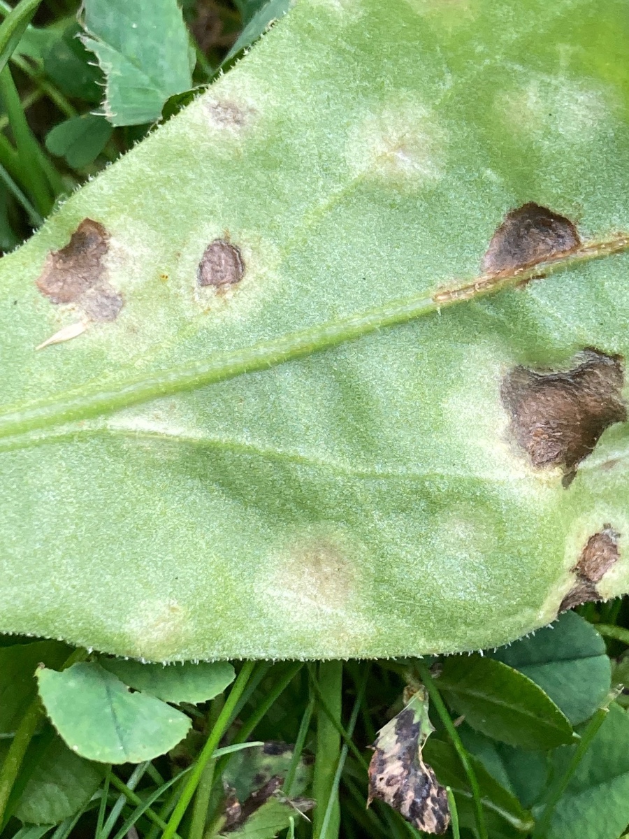 Entyloma calendulae (Oudem.) de Bary