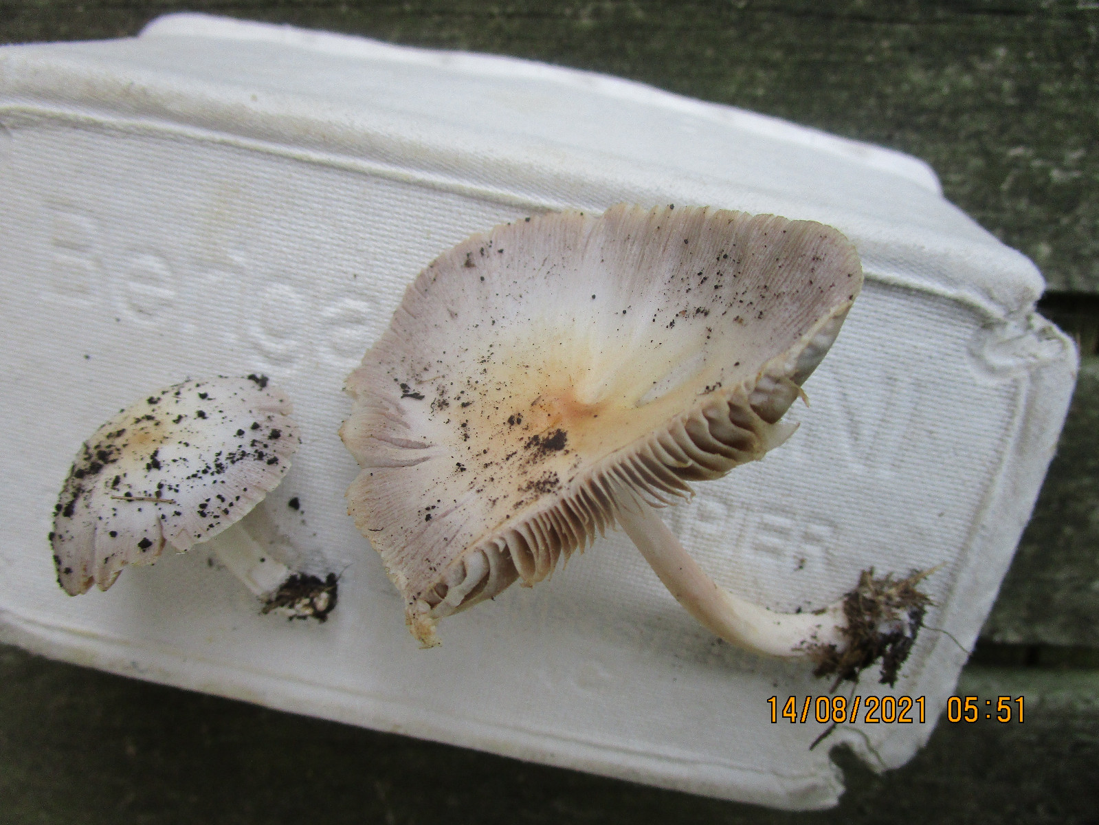 Bolbitius coprophilus (Peck) Hongo