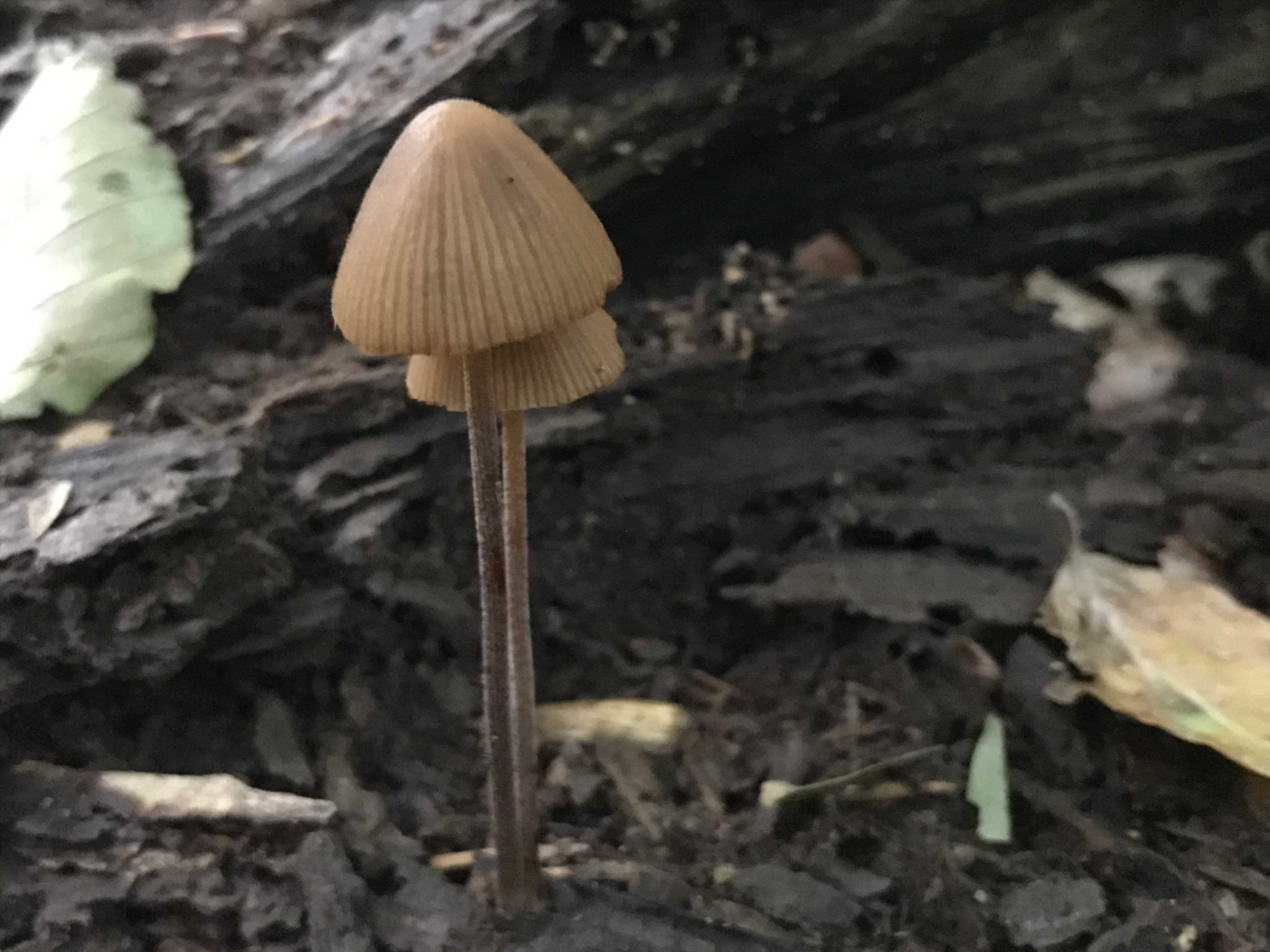 Conocybe subpubescens P.D.Orton