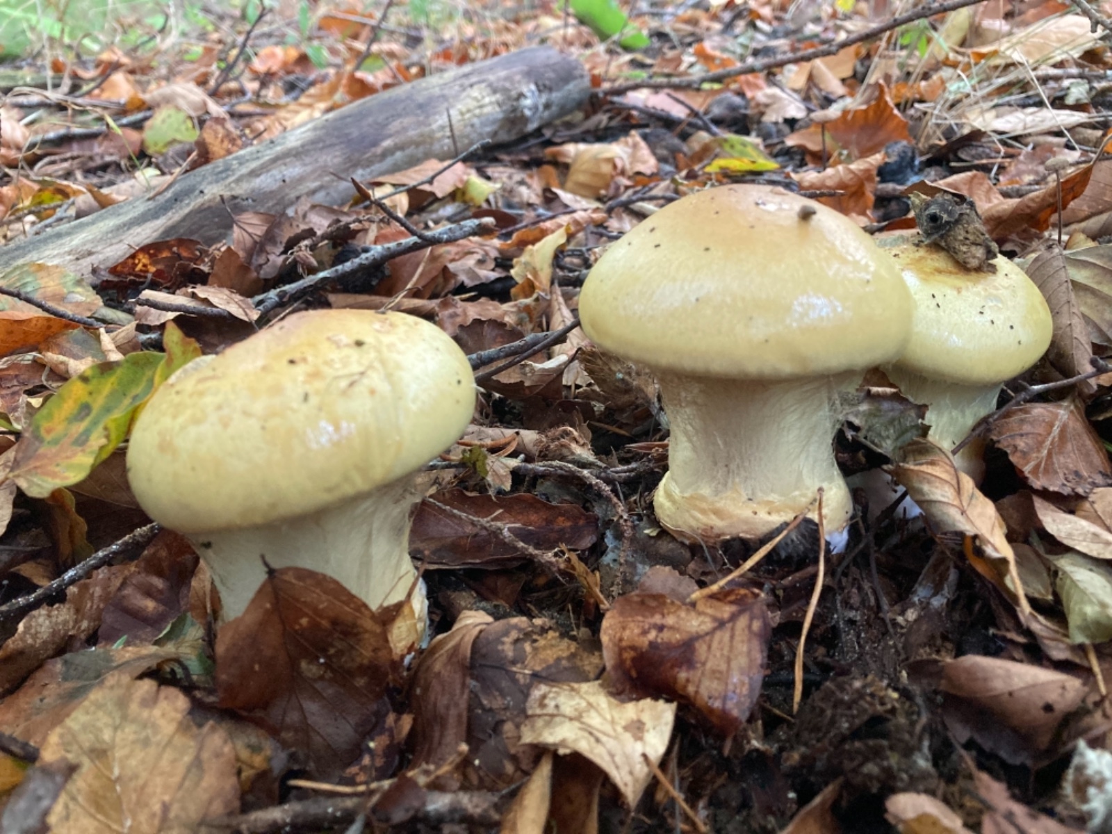 Cortinarius elegantissimus Rob.Henry
