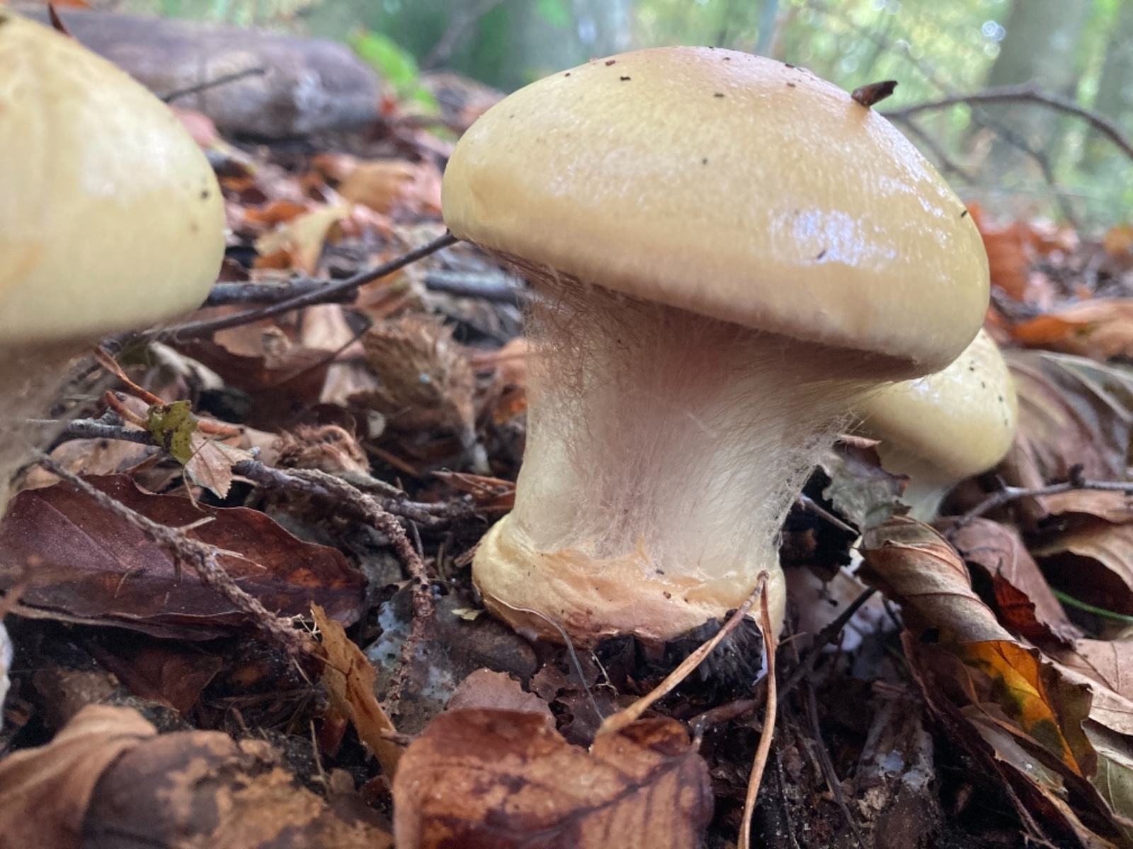 Cortinarius elegantissimus Rob.Henry