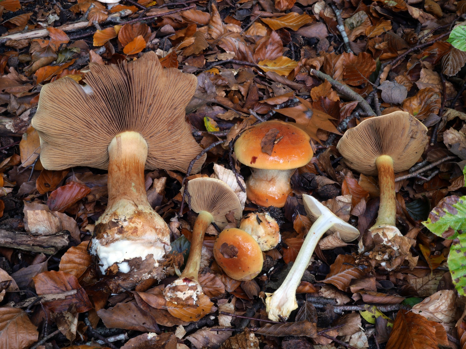 Cortinarius elegantissimus Rob.Henry