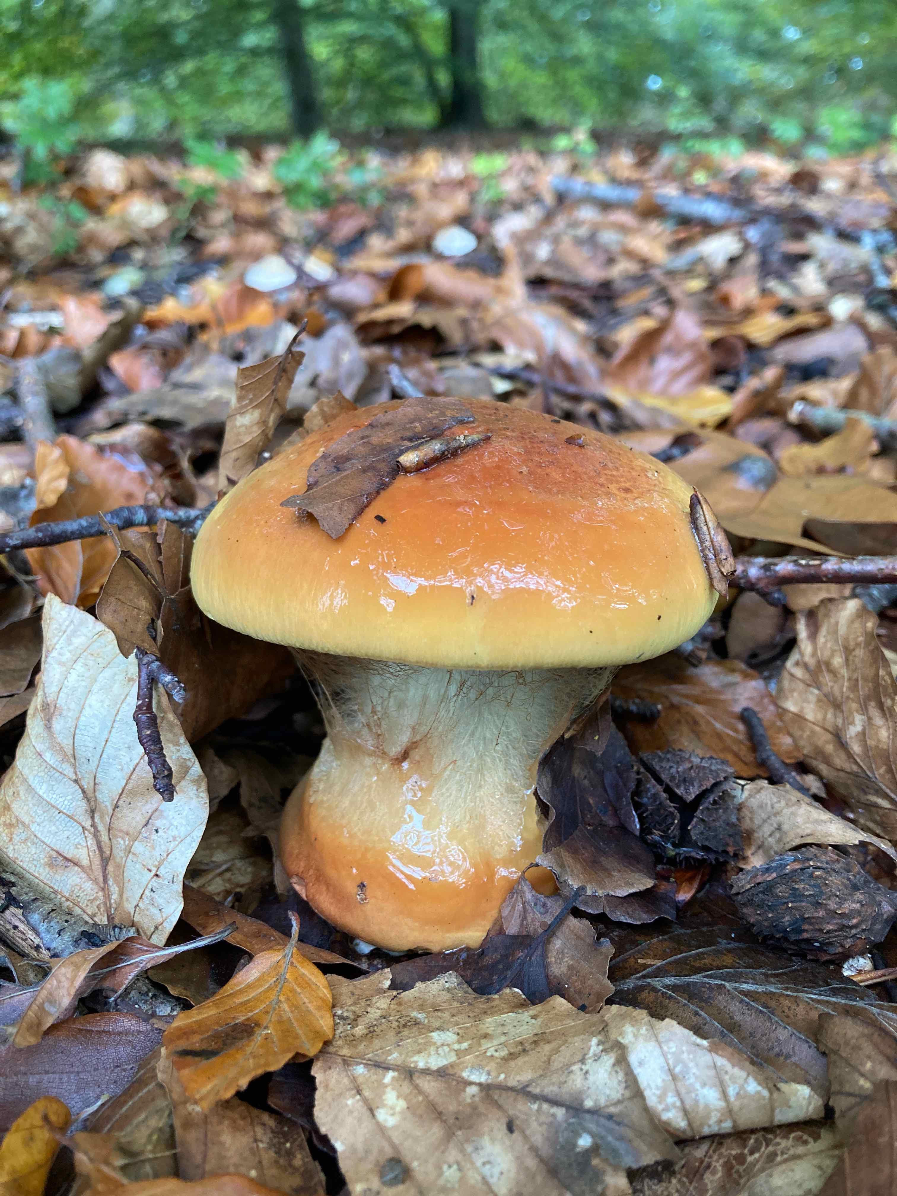 Cortinarius elegantissimus Rob.Henry