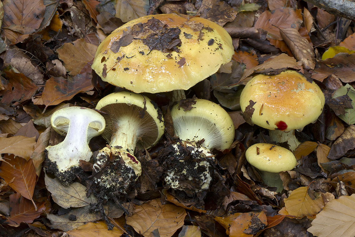 Cortinarius elegantissimus Rob.Henry