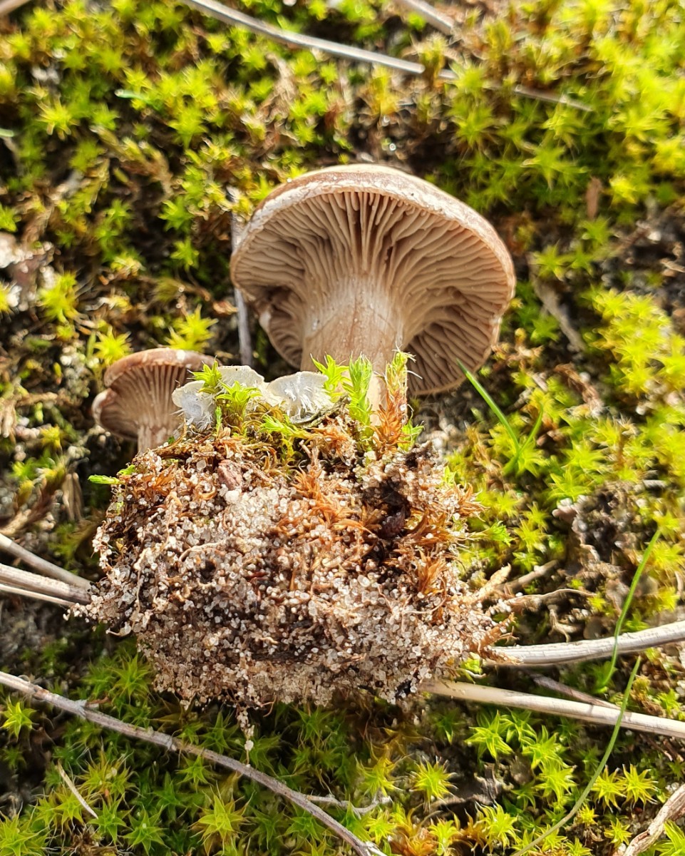 Clitocella popinalis (Fr.) Kluting, T.J.Baroni & Bergemann