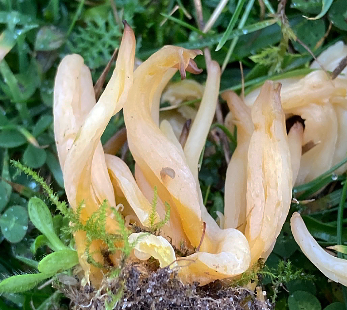 Clavaria flavipes Pers.