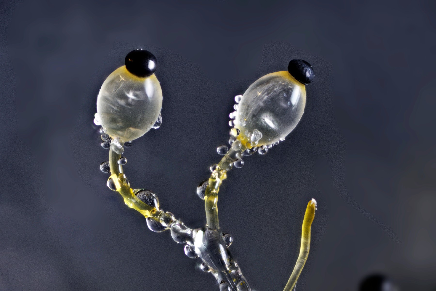 Pilobolus lentiger Corda