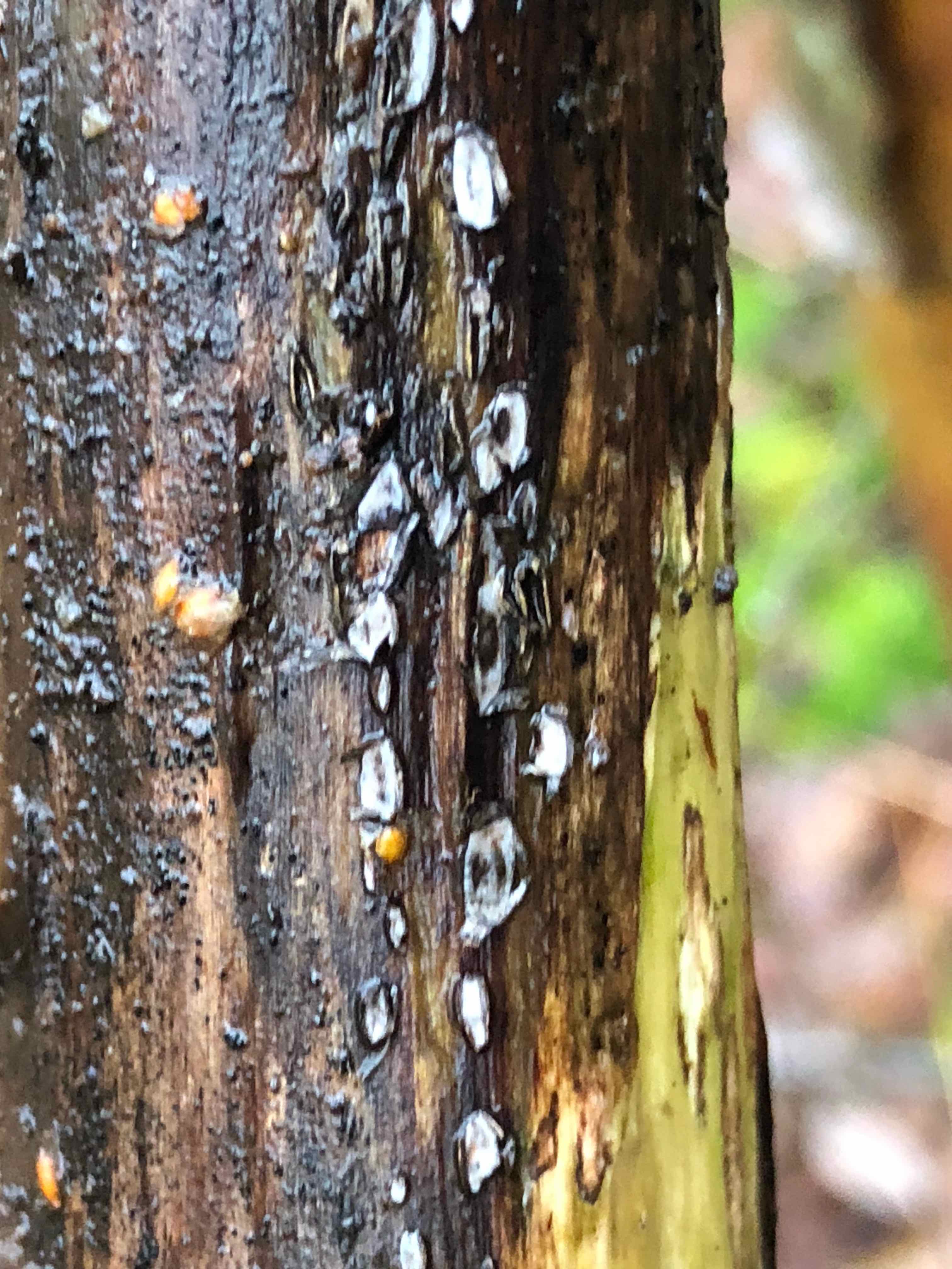 Propolis farinosa (Pers.) Fr.