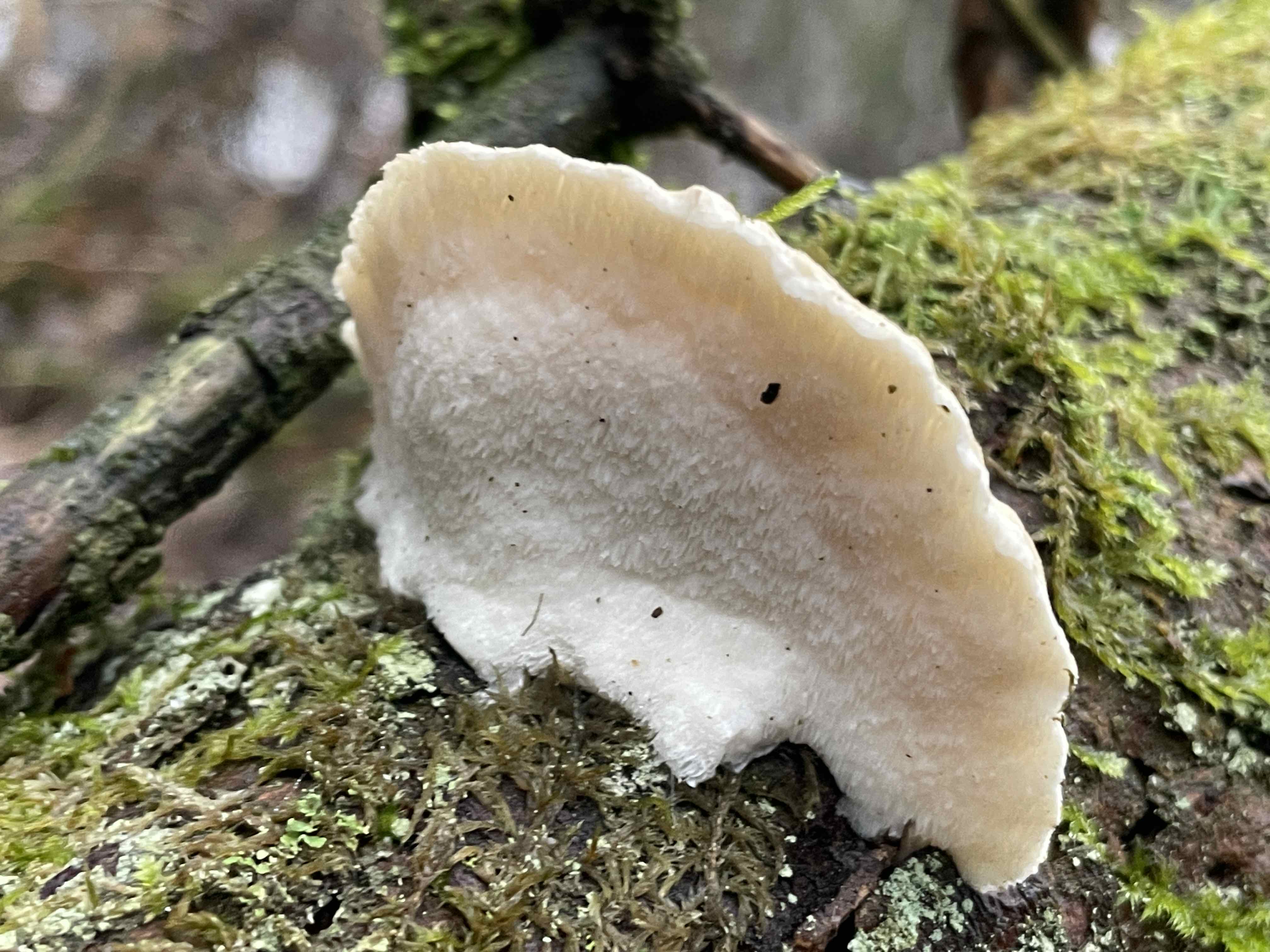 Tyromyces chioneus (Fr.) P.Karst.