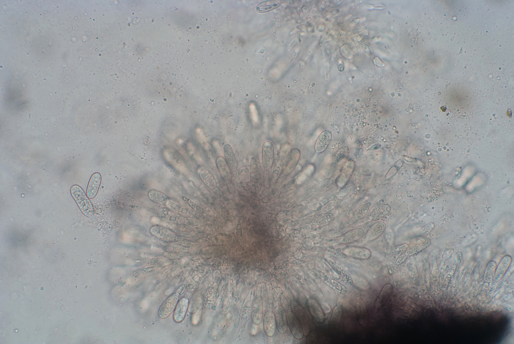 Botryosphaeria Ces. & De Not., 1863