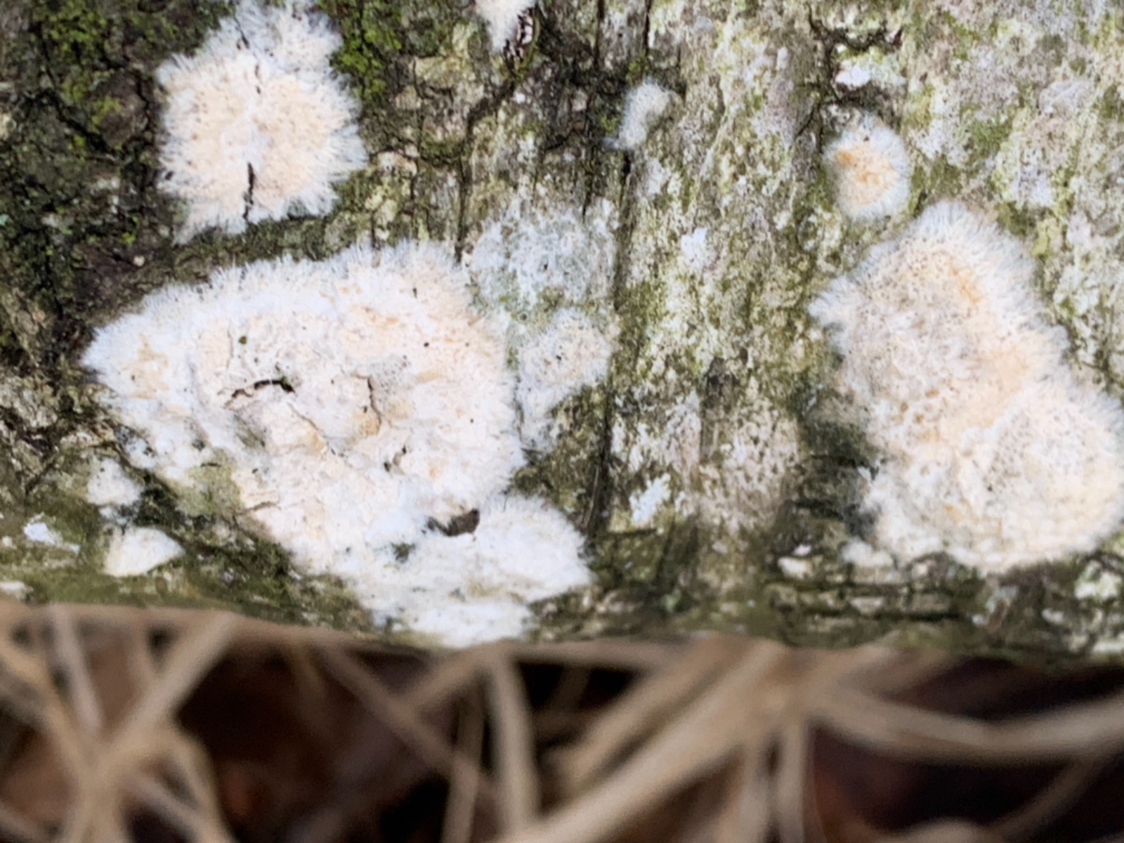 Hyphoderma setigerum (Fr.) Donk