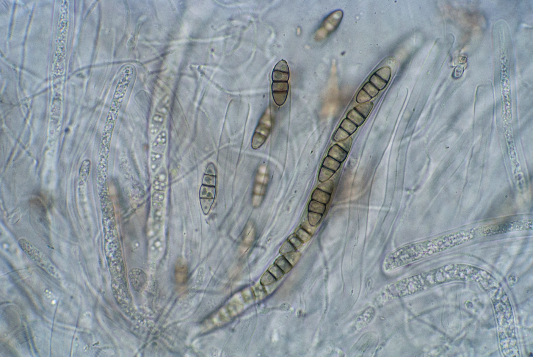 Melanomma pulvis-pyrius (Pers.) Fuckel