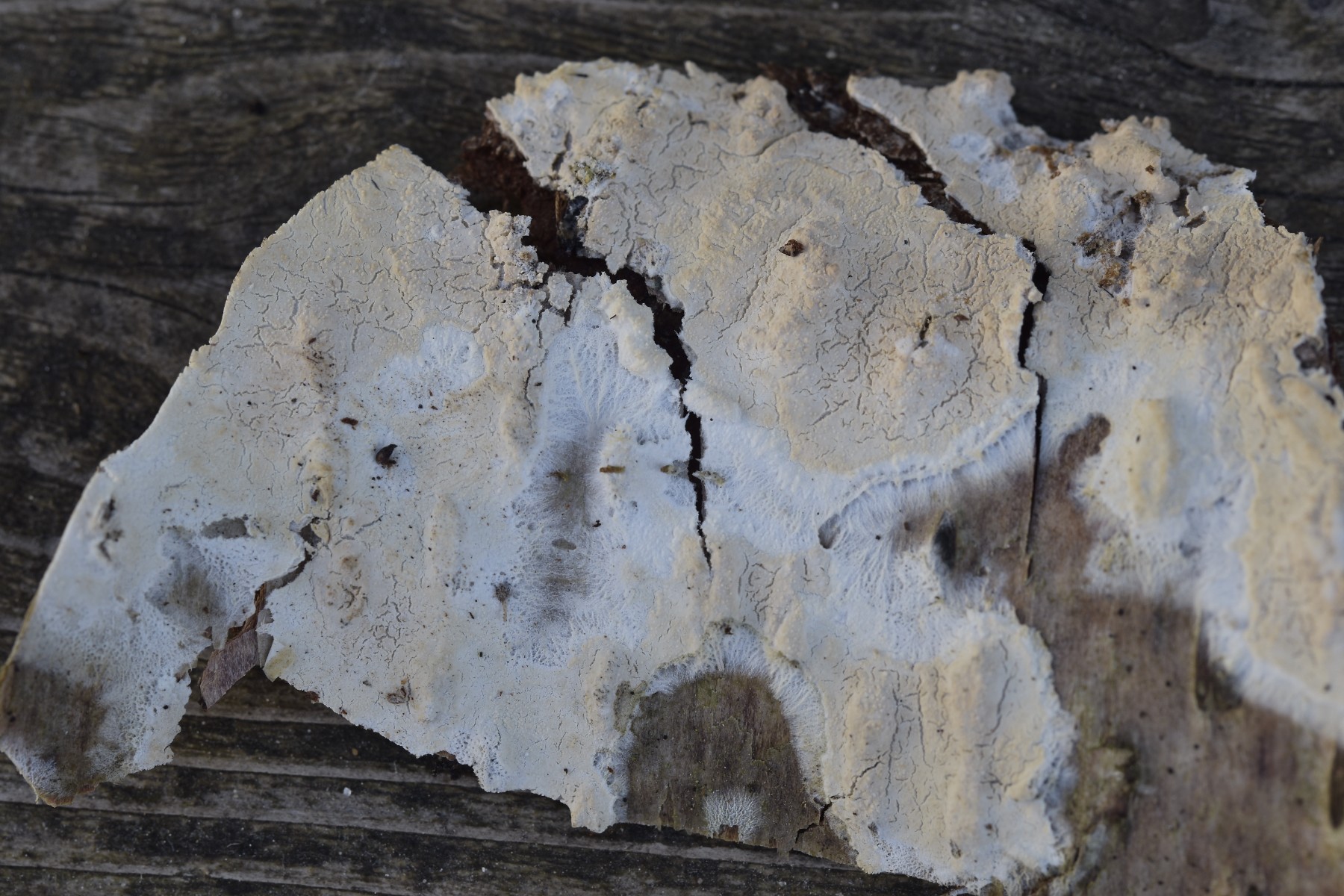 Hyphoderma setigerum (Fr.) Donk