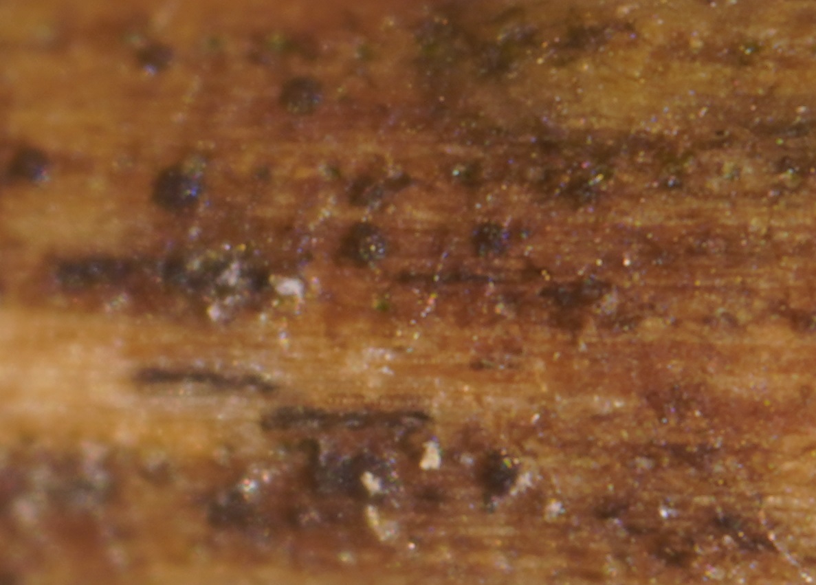 Helicoma monosporum W.B.Kendr.