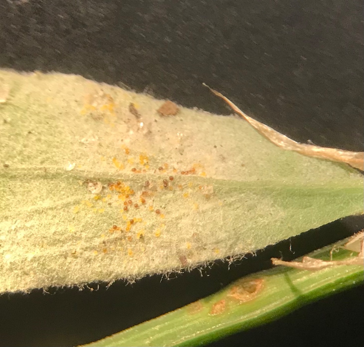 Erysiphe polygoni DC.