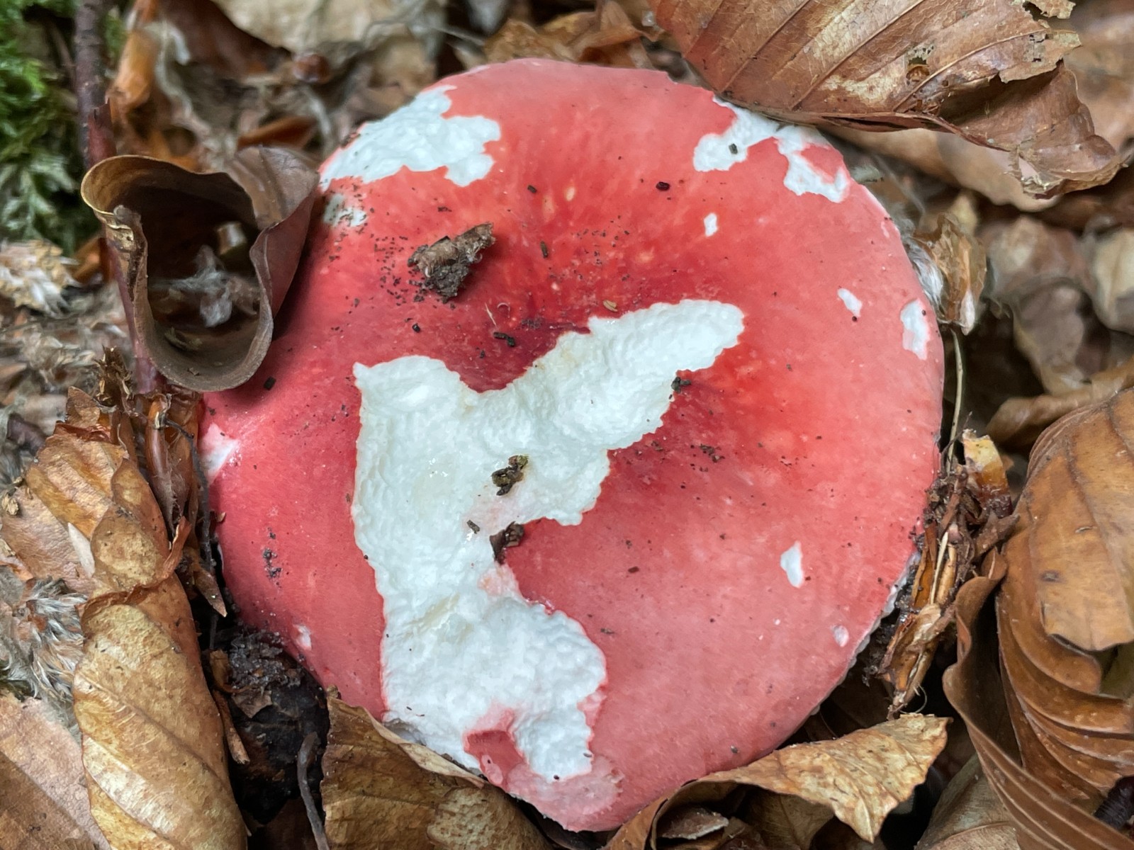 Russula rosea Pers.