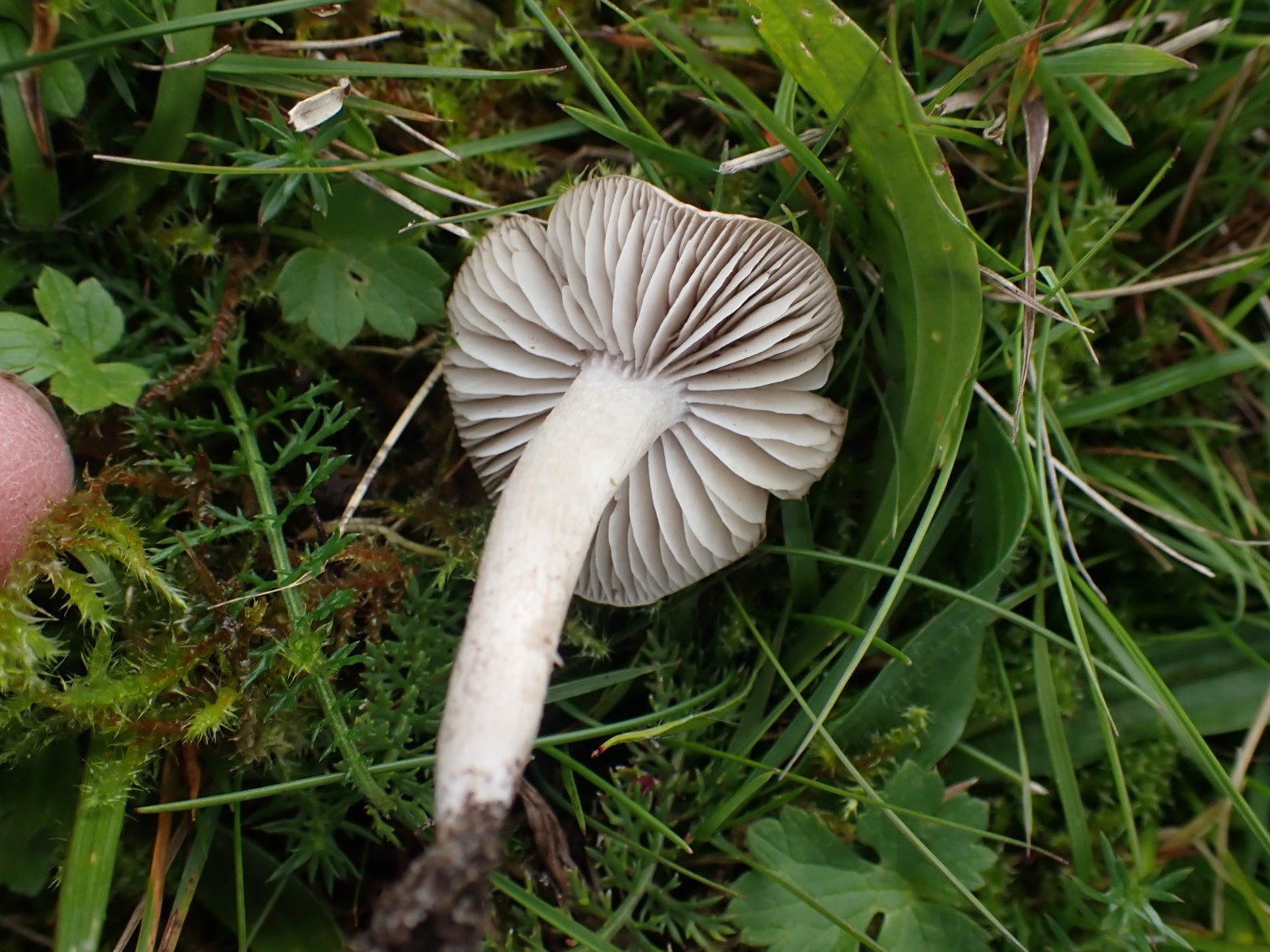 Dermoloma cuneifolium (Fr.) Singer ex Bon