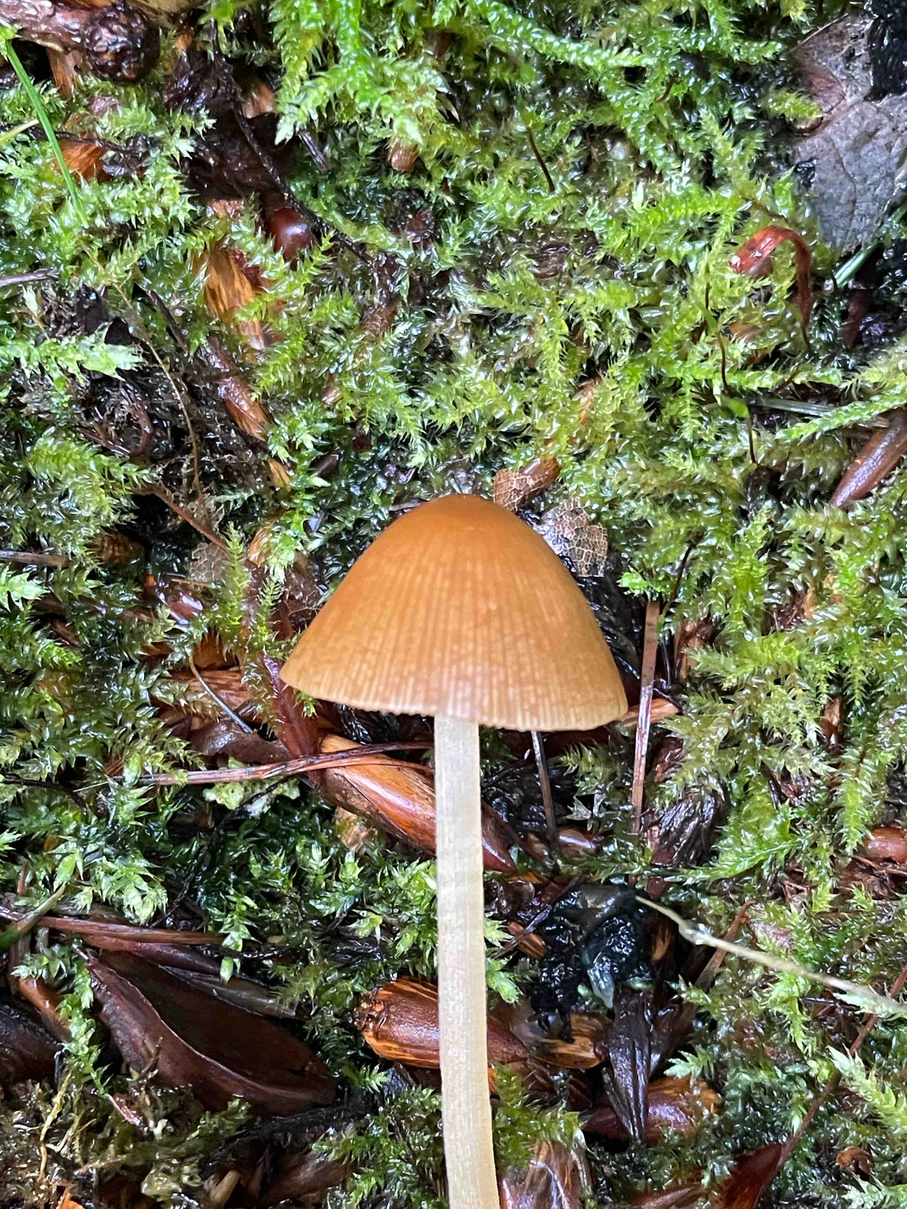Conocybe subpubescens P.D.Orton