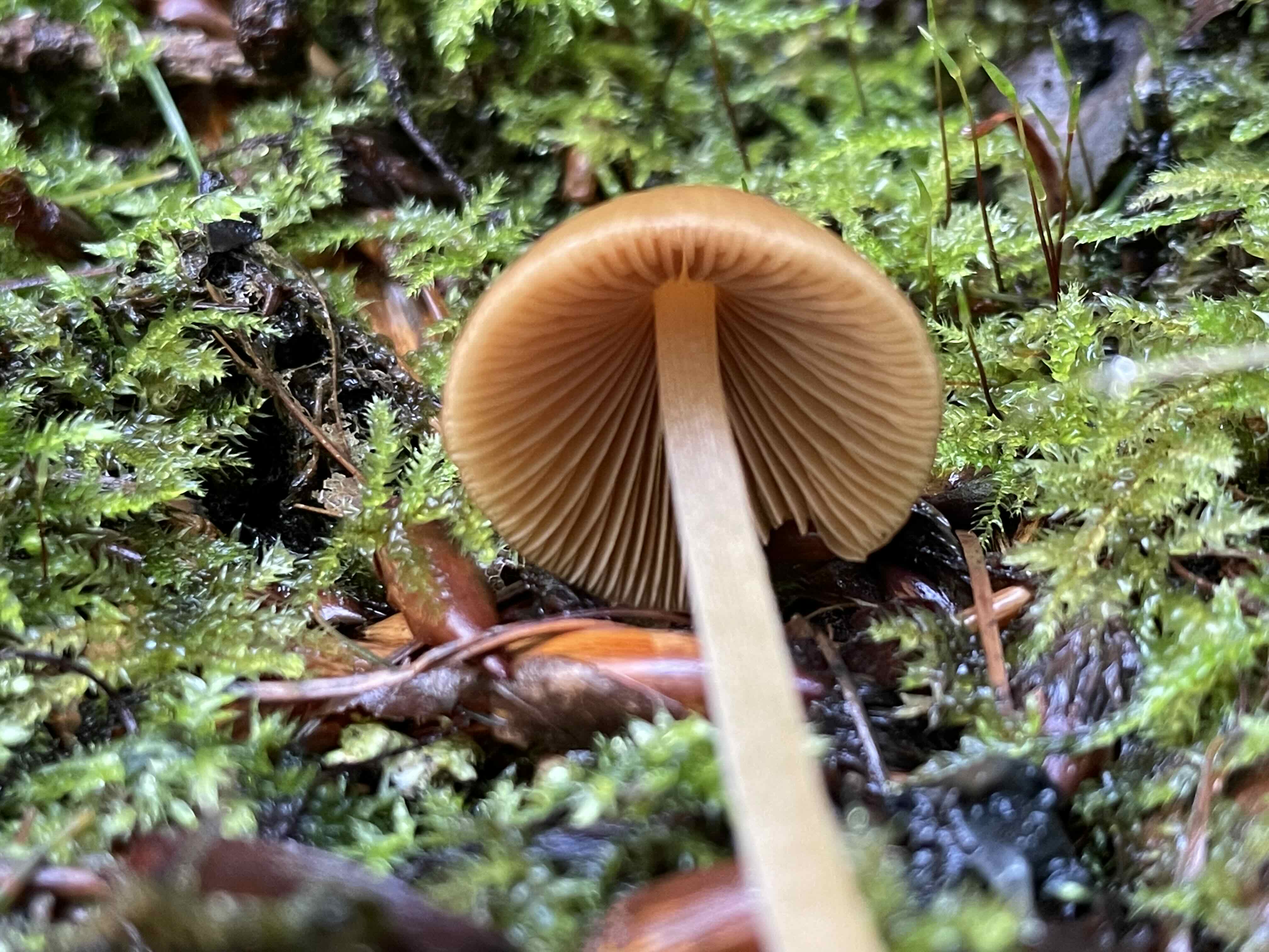 Conocybe subpubescens P.D.Orton
