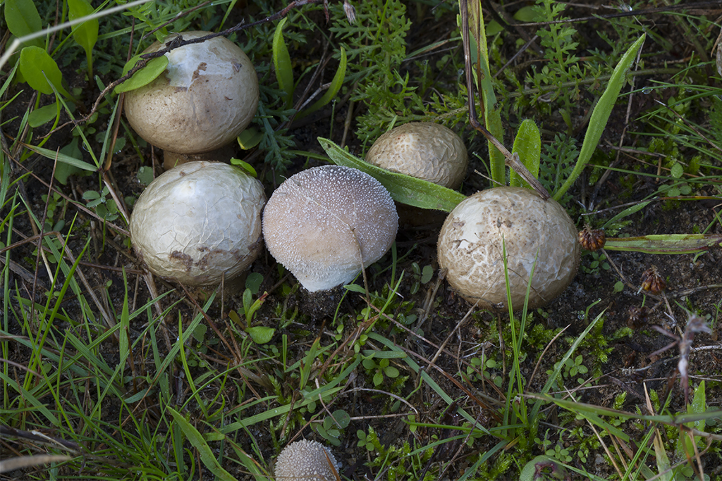 Lycoperdon lividum Pers.