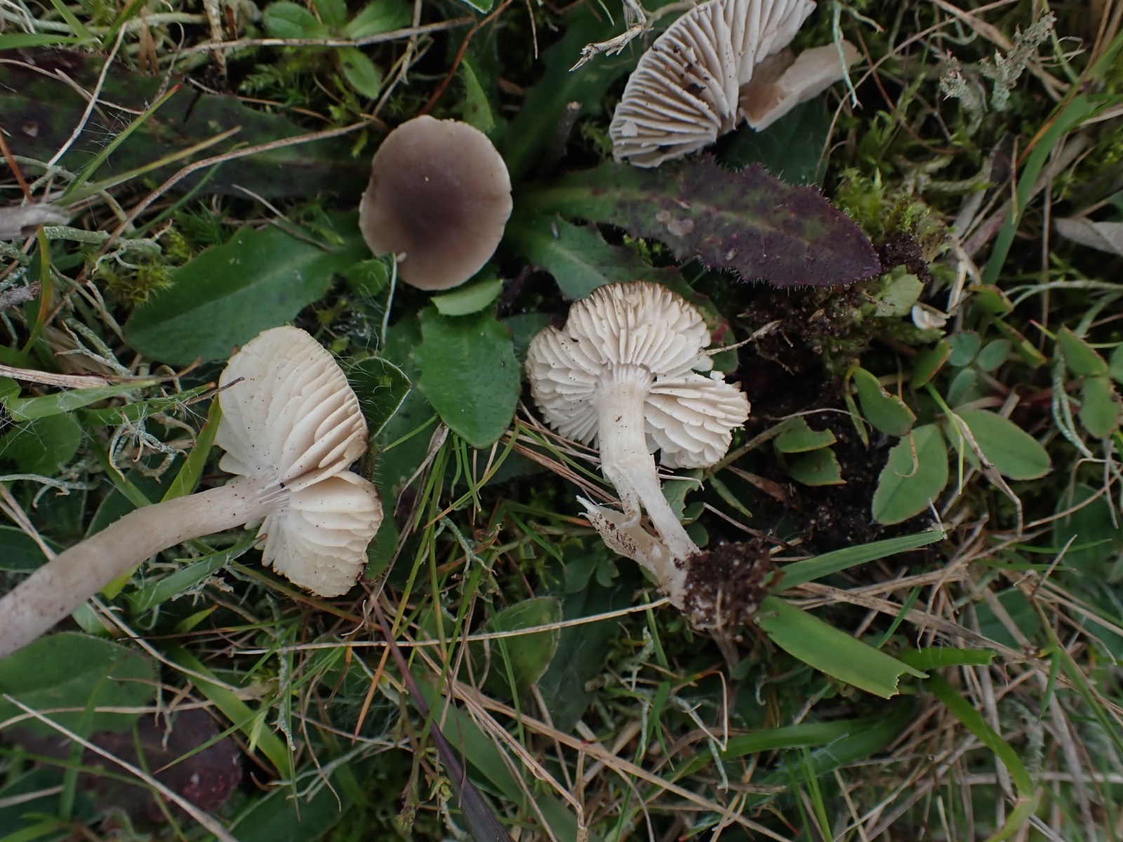 Dermoloma cuneifolium (Fr.) Singer ex Bon