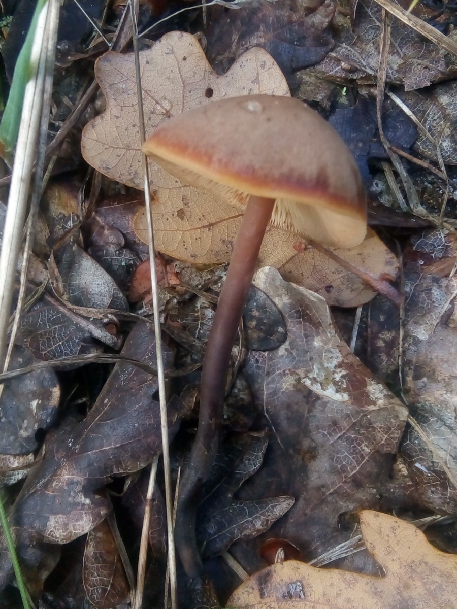 Macrocystidia cucumis (Pers.) Joss.